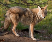 Coyote Control and Removal - Nuisance Wildlife